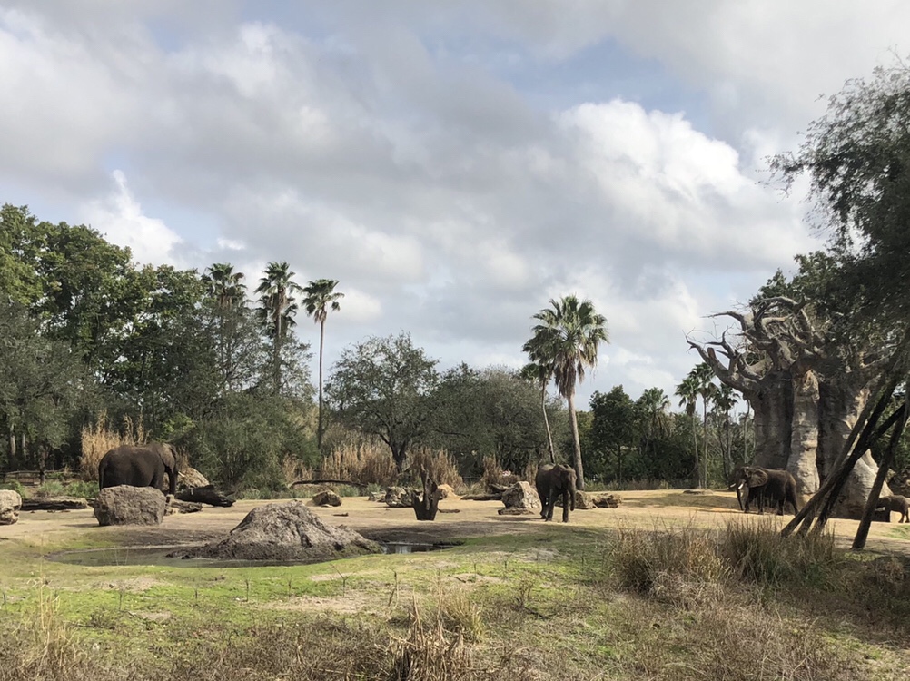 Did You Know That It's Endangered Species Day?